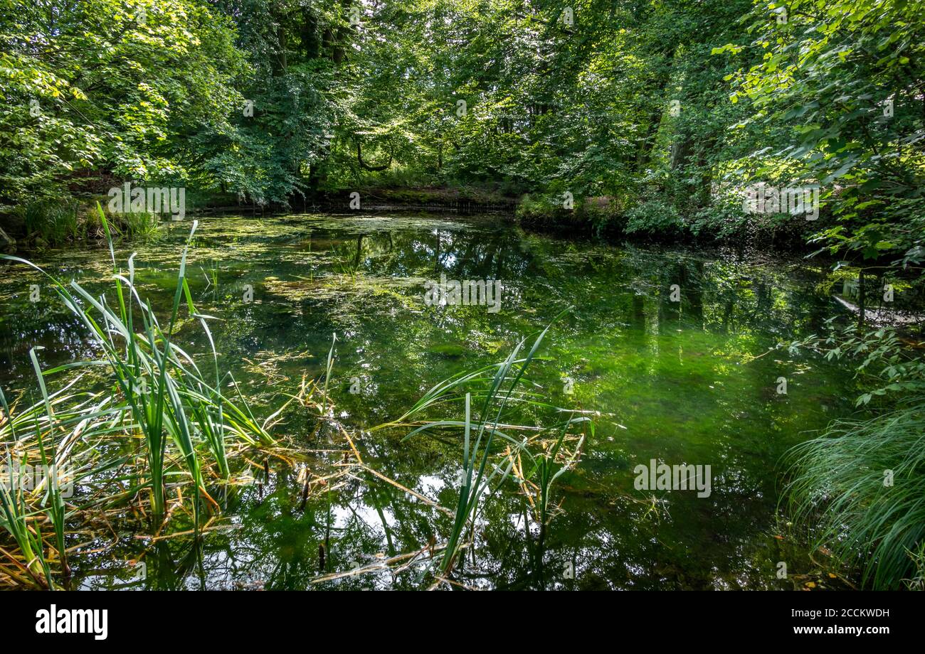 Pond in the forest, Bernried, Bavaria, Germany Stock Photo - Alamy