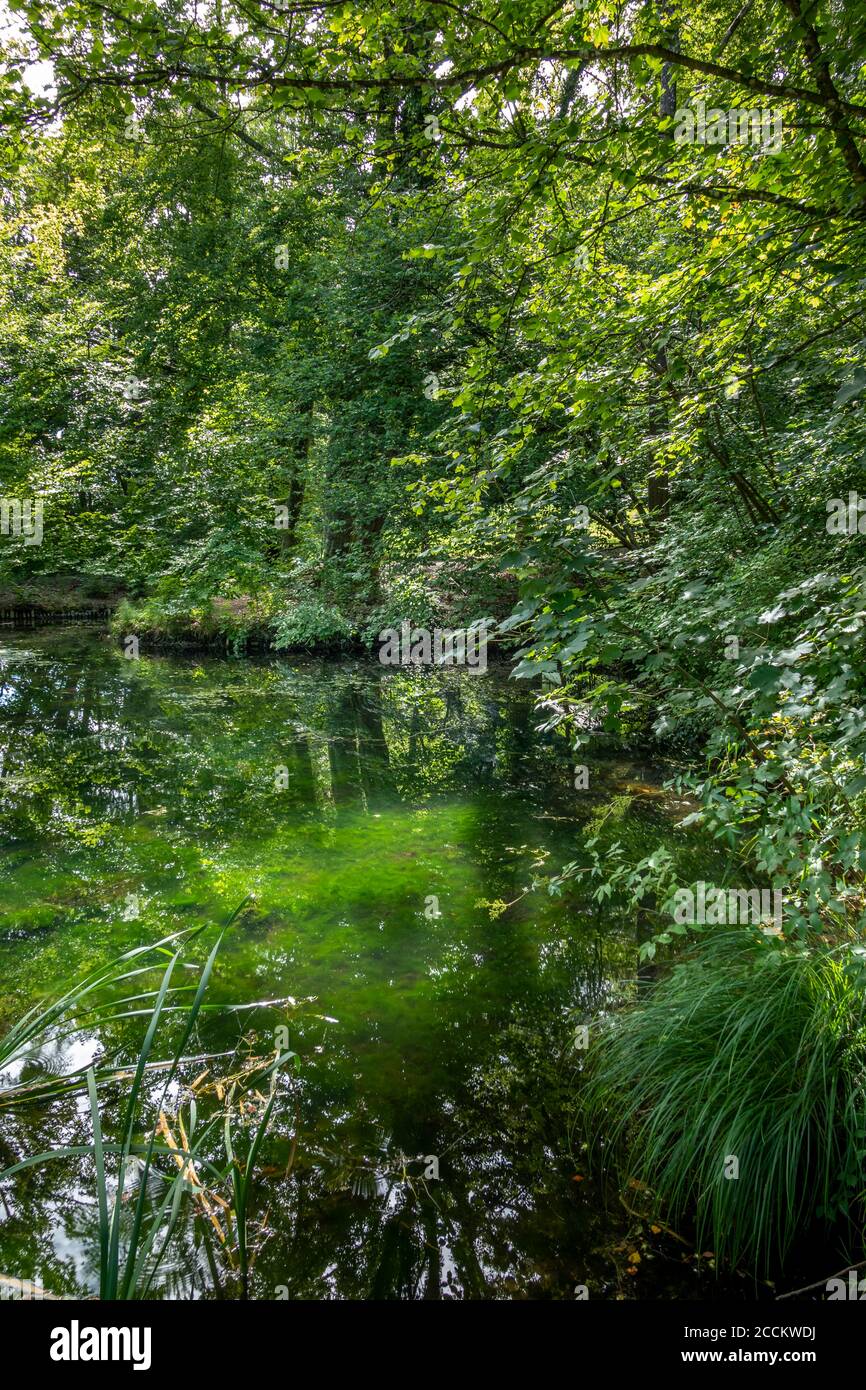 Pond in the forest, Bernried, Bavaria, Germany Stock Photo - Alamy