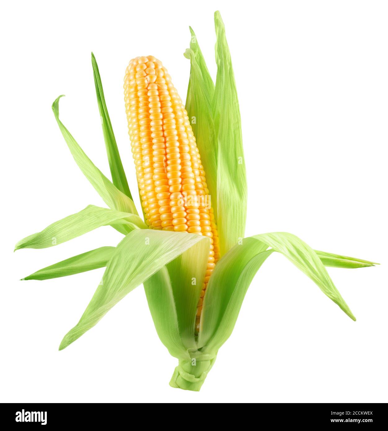 corn ear isolated on a white background Stock Photo - Alamy