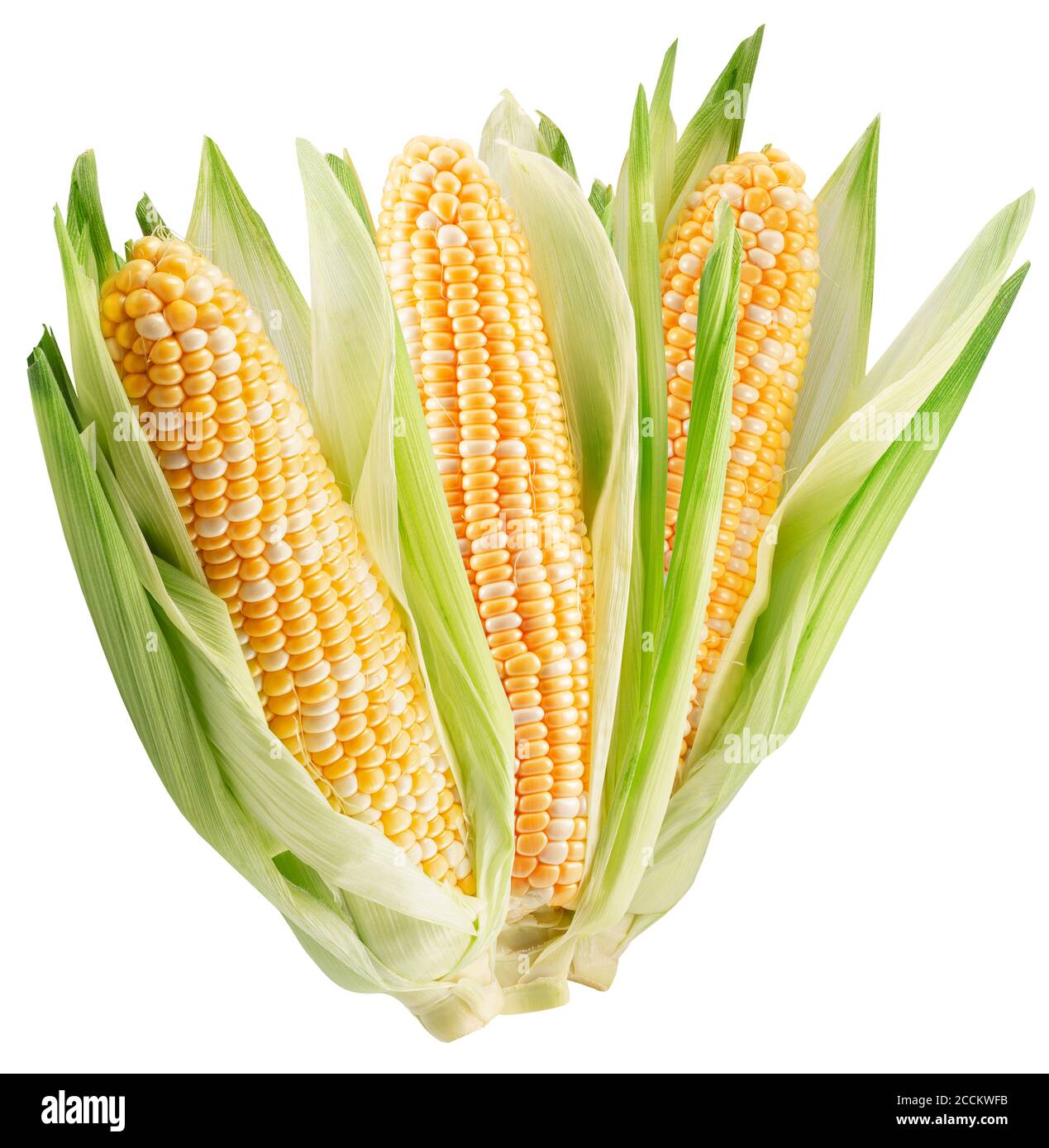 corn ears isolated on a white background Stock Photo - Alamy