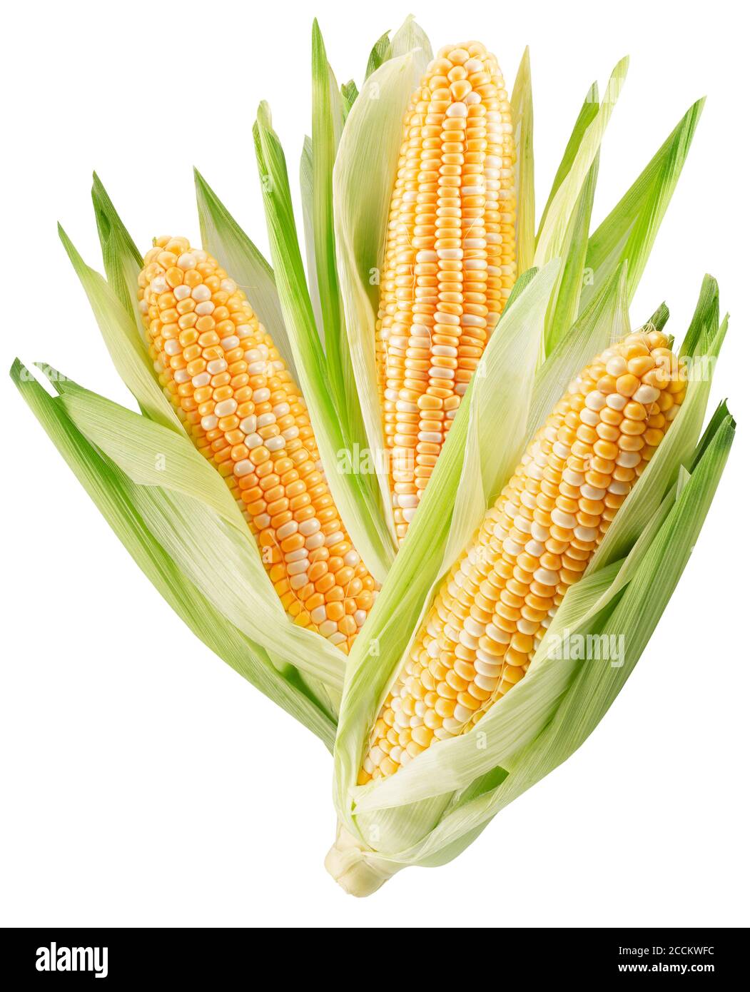 corn ears isolated on a white background Stock Photo - Alamy
