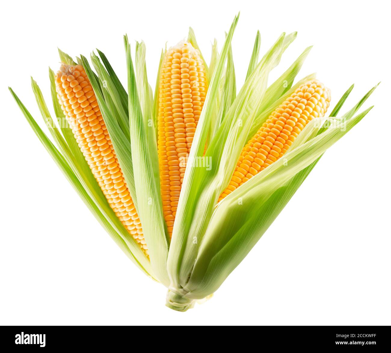 corn ears isolated on a white background Stock Photo - Alamy