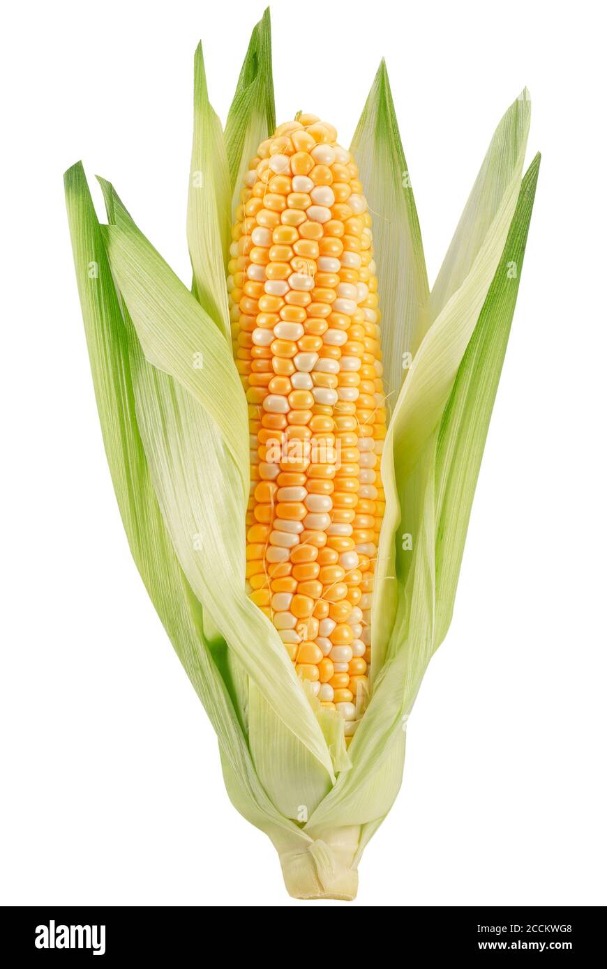 corn ear isolated on a white background Stock Photo - Alamy