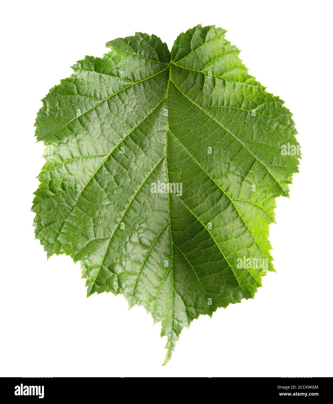 hazelnut leaf isolated on a white background Stock Photo - Alamy