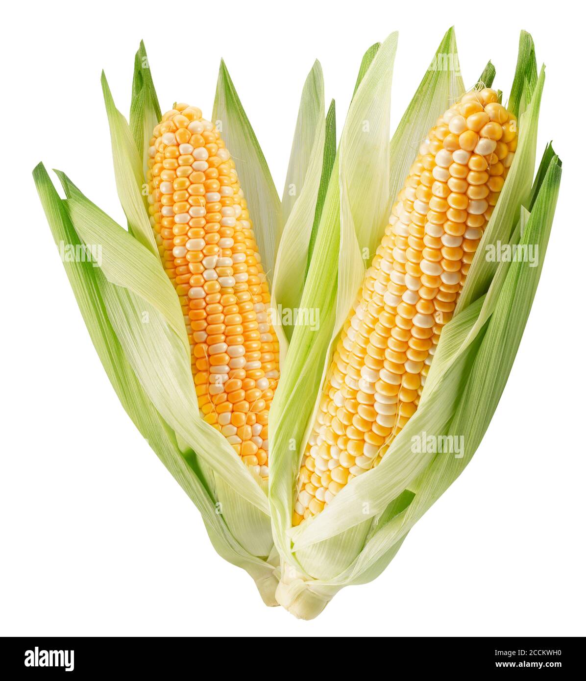 corn ears isolated on a white background Stock Photo - Alamy