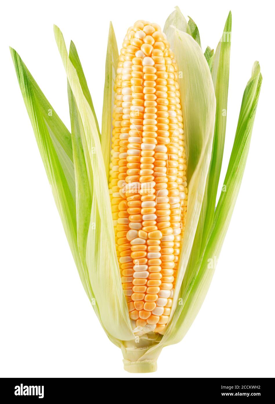 corn ear isolated on a white background Stock Photo - Alamy