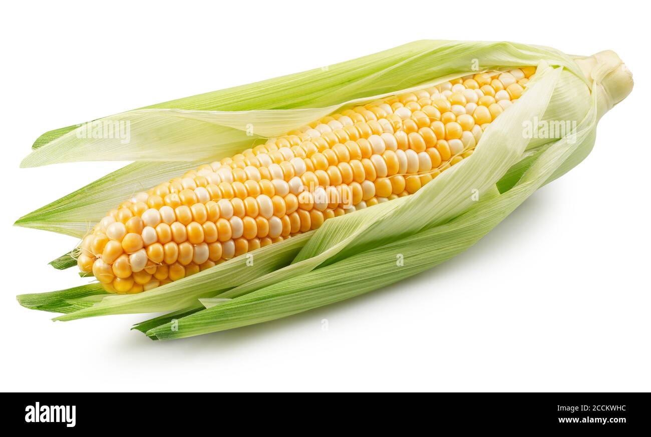 corn ear isolated on a white background Stock Photo - Alamy