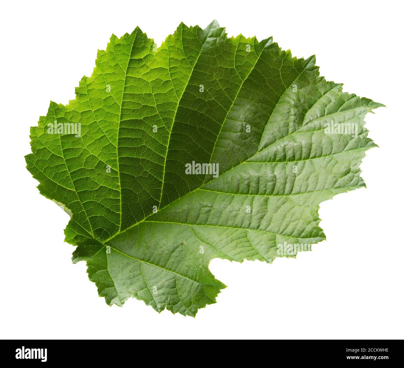hazelnut leaf isolated on a white background Stock Photo - Alamy