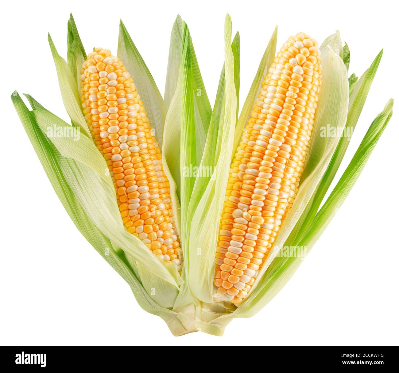 corn ears isolated on a white background Stock Photo - Alamy