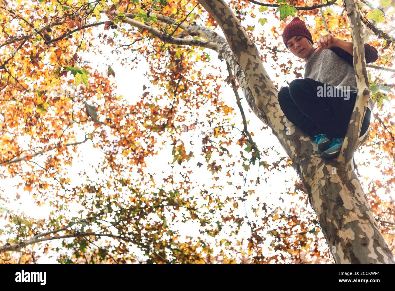 Man climbing tree hi-res stock photography and images - Alamy