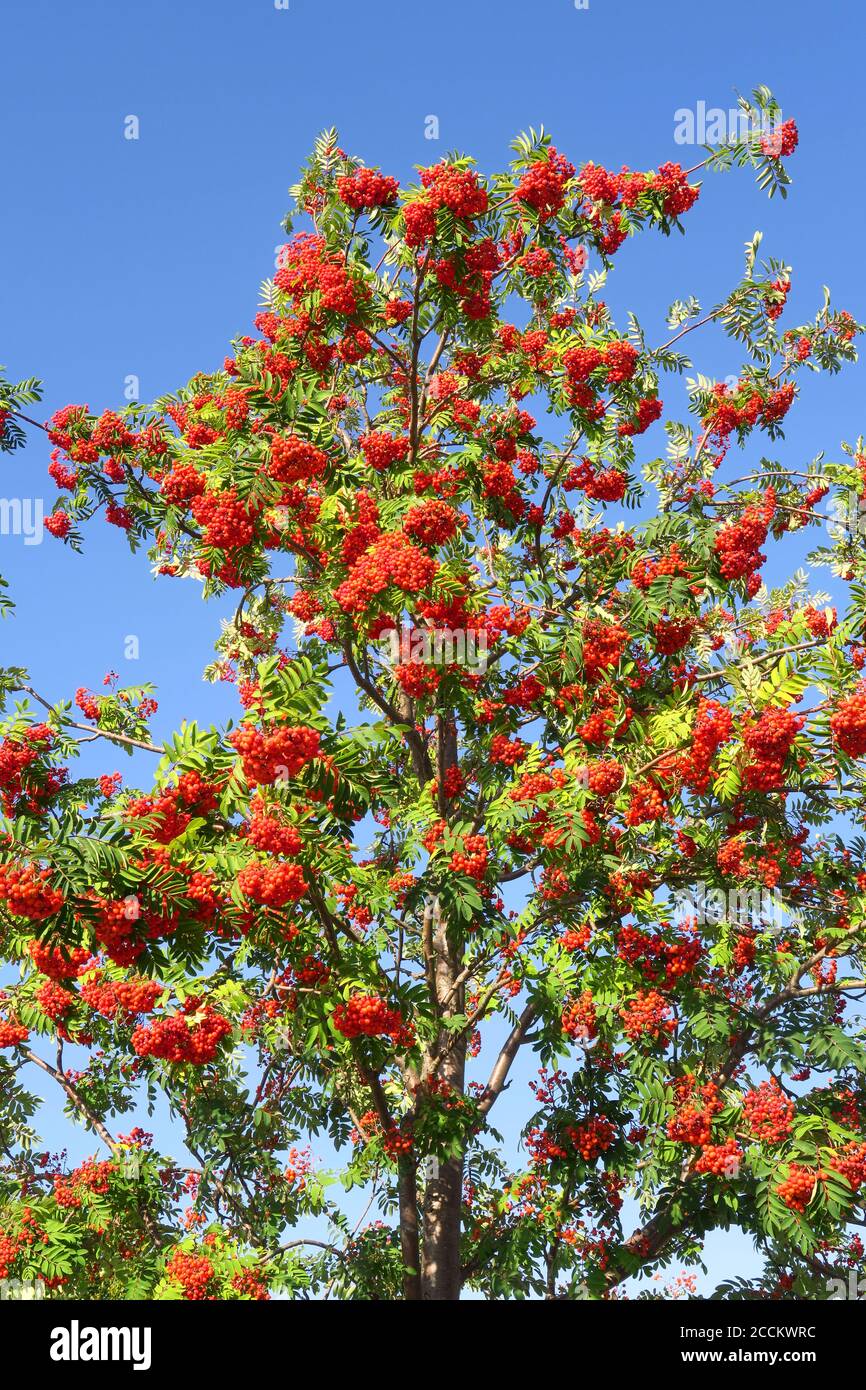 Rowan tree in spring Stock Photo - Alamy