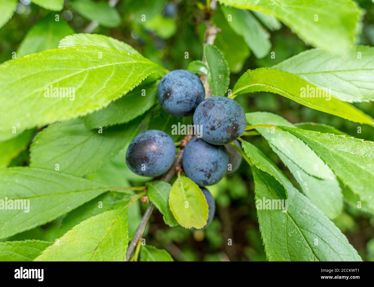 Ripe fruits of Blackthorn (Prunus spinosa), Bernried, Bavaria, Germany ...