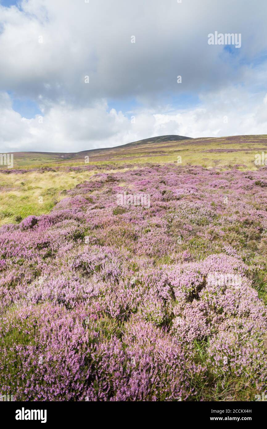 Hedgehope Hill walk from Breamish Valley, Northumberland National Park ...