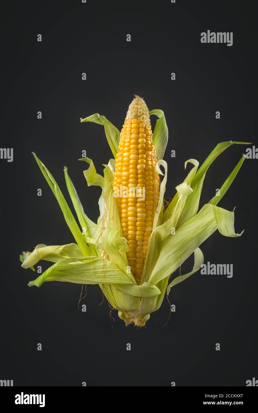 Corn on cob levitated to look floating Stock Photo - Alamy