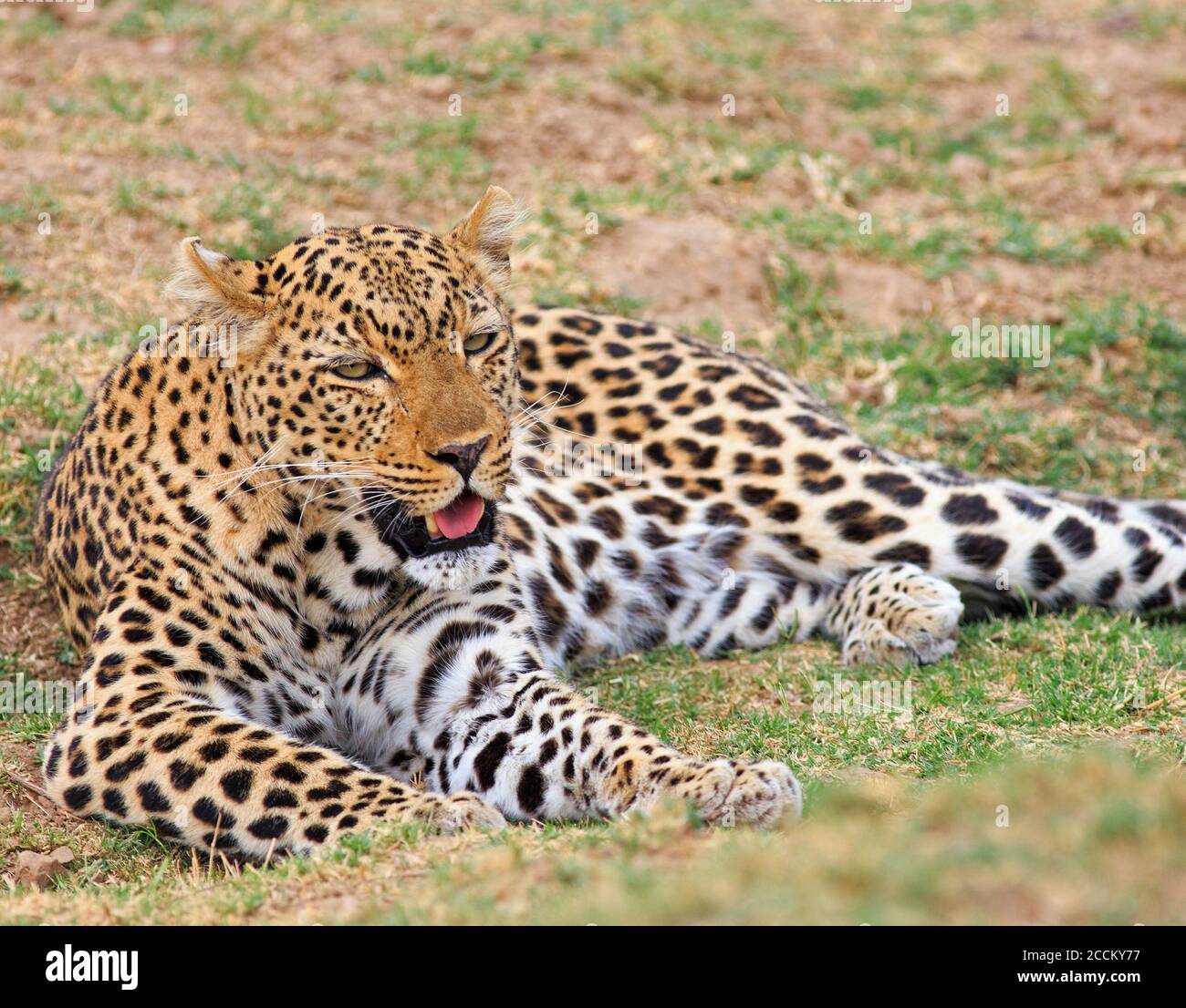 How the leopard got his spots hi-res stock photography and images - Alamy