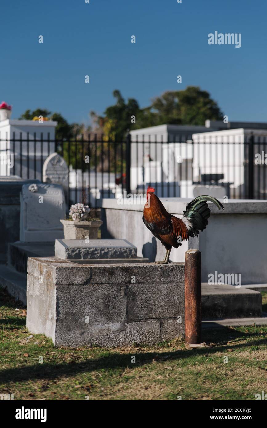 Historical key west cemetery hi-res stock photography and images - Alamy