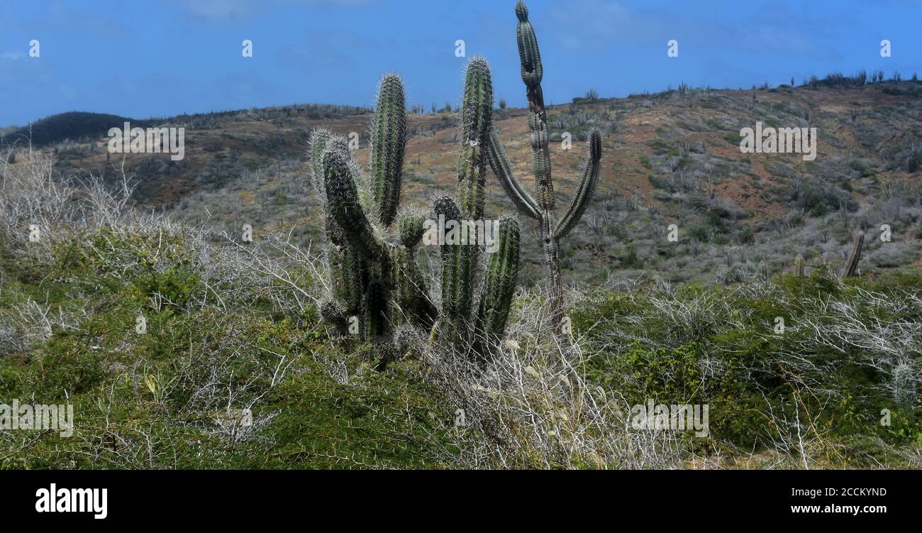 Aruban cactus hi-res stock photography and images - Alamy