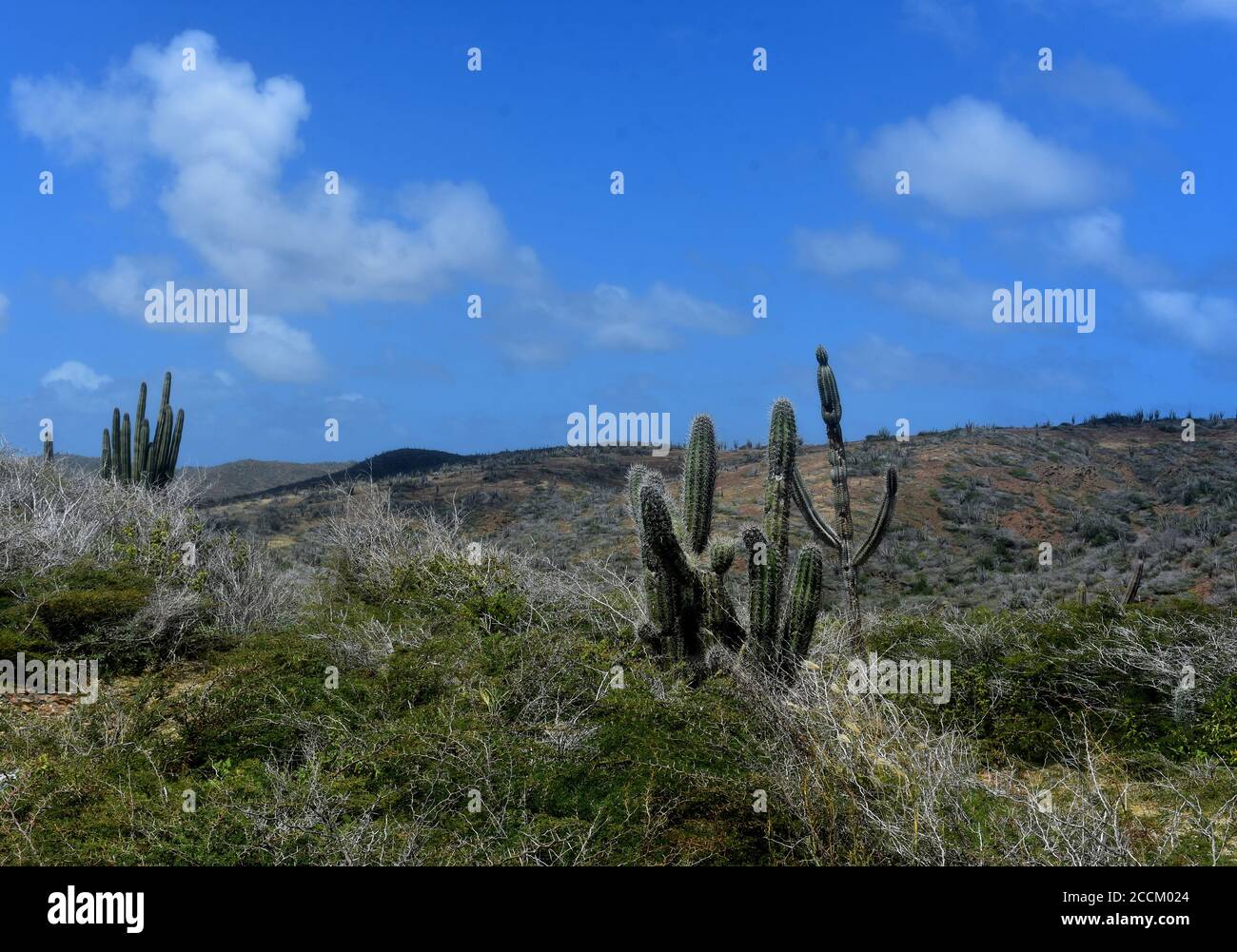 Pretty desert landscape with cacti and scrubs Stock Photo - Alamy
