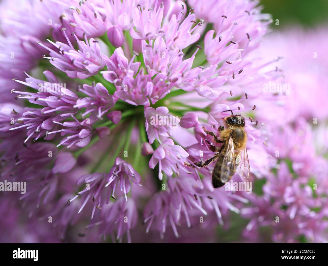Honey bee feeding on a bright purple Allium flower in full bloom Stock ...