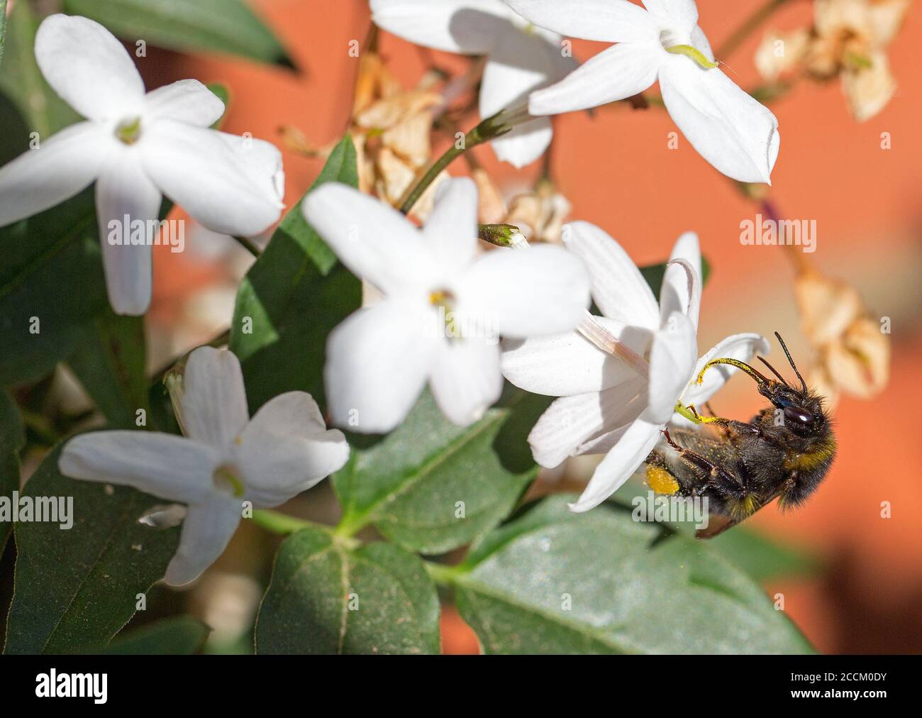 Bee on jasmine hi-res stock photography and images - Alamy