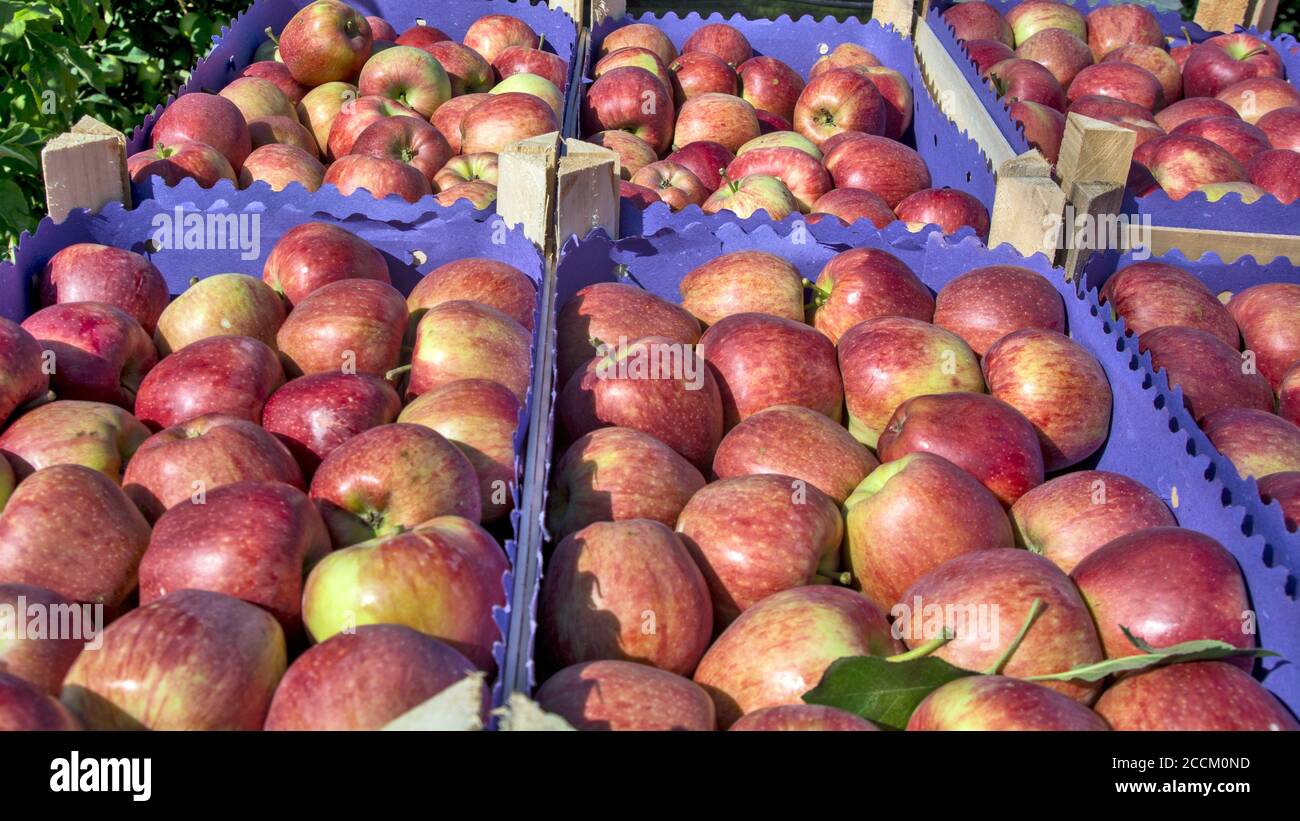 Beautiful and healthy red apples waiting on the trailer to be ...