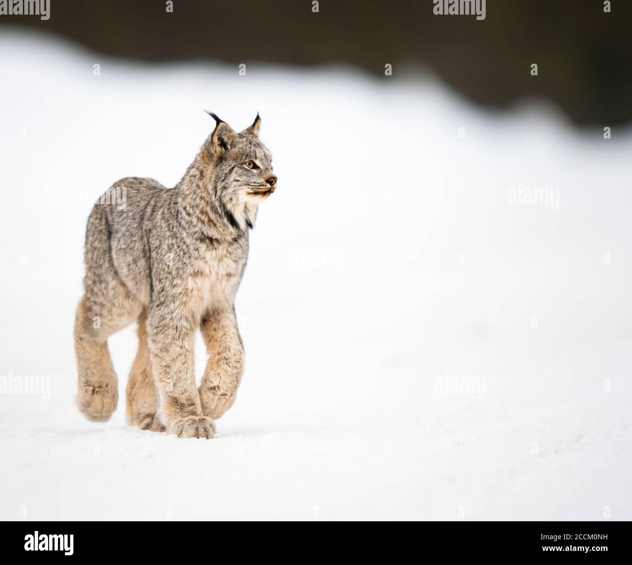 Canadian lynx in the wild Stock Photo - Alamy