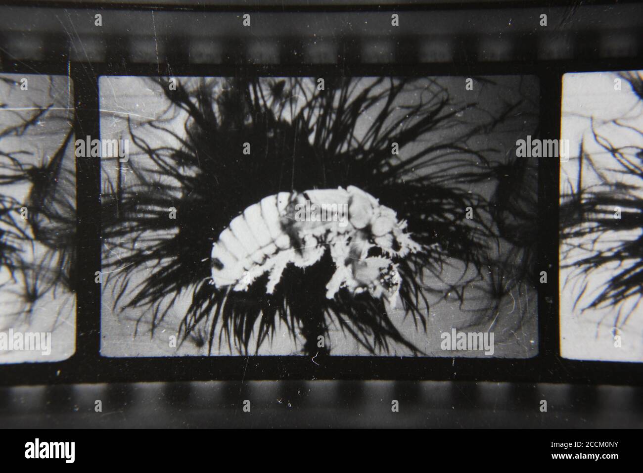 Fine 1970s vintage black and white closeup photography of a glowing and ...