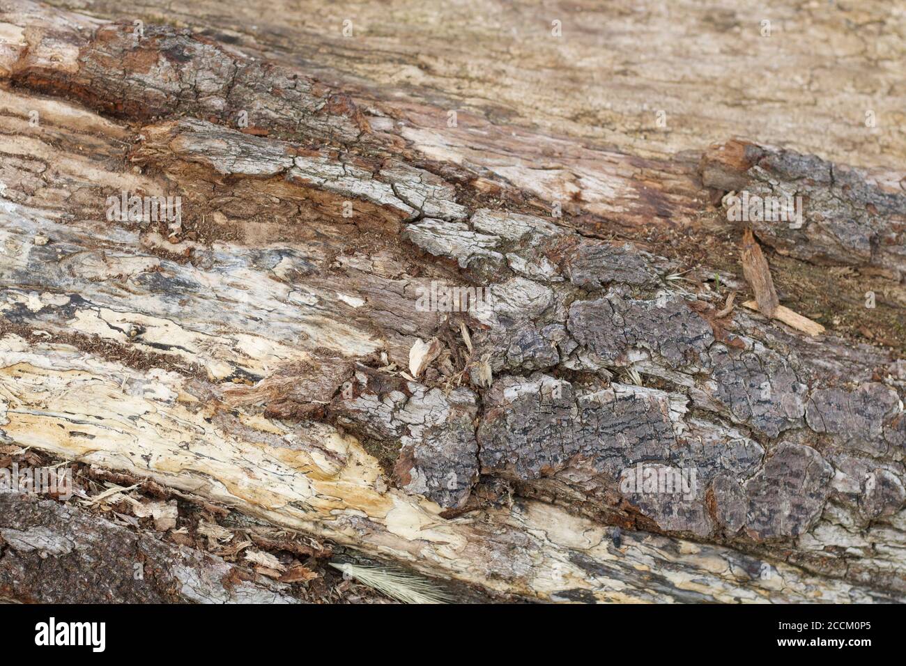 Gnarled concept hi-res stock photography and images - Alamy