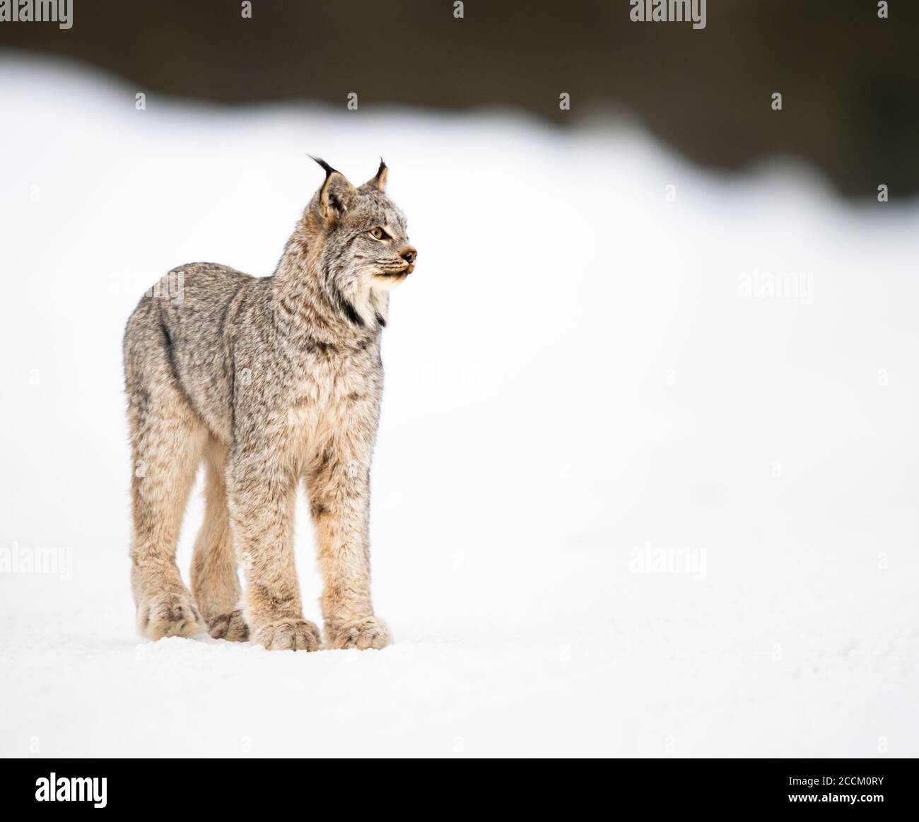 Canadian lynx in the wild Stock Photo - Alamy