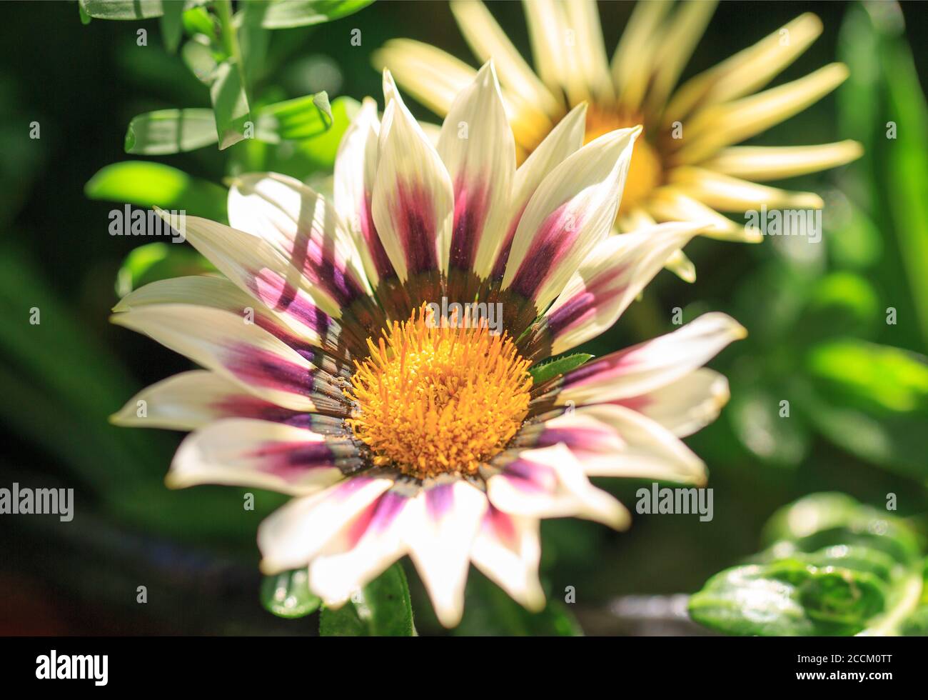 Pretty White and purple striped Gazania (African Daisy) flower head in ...