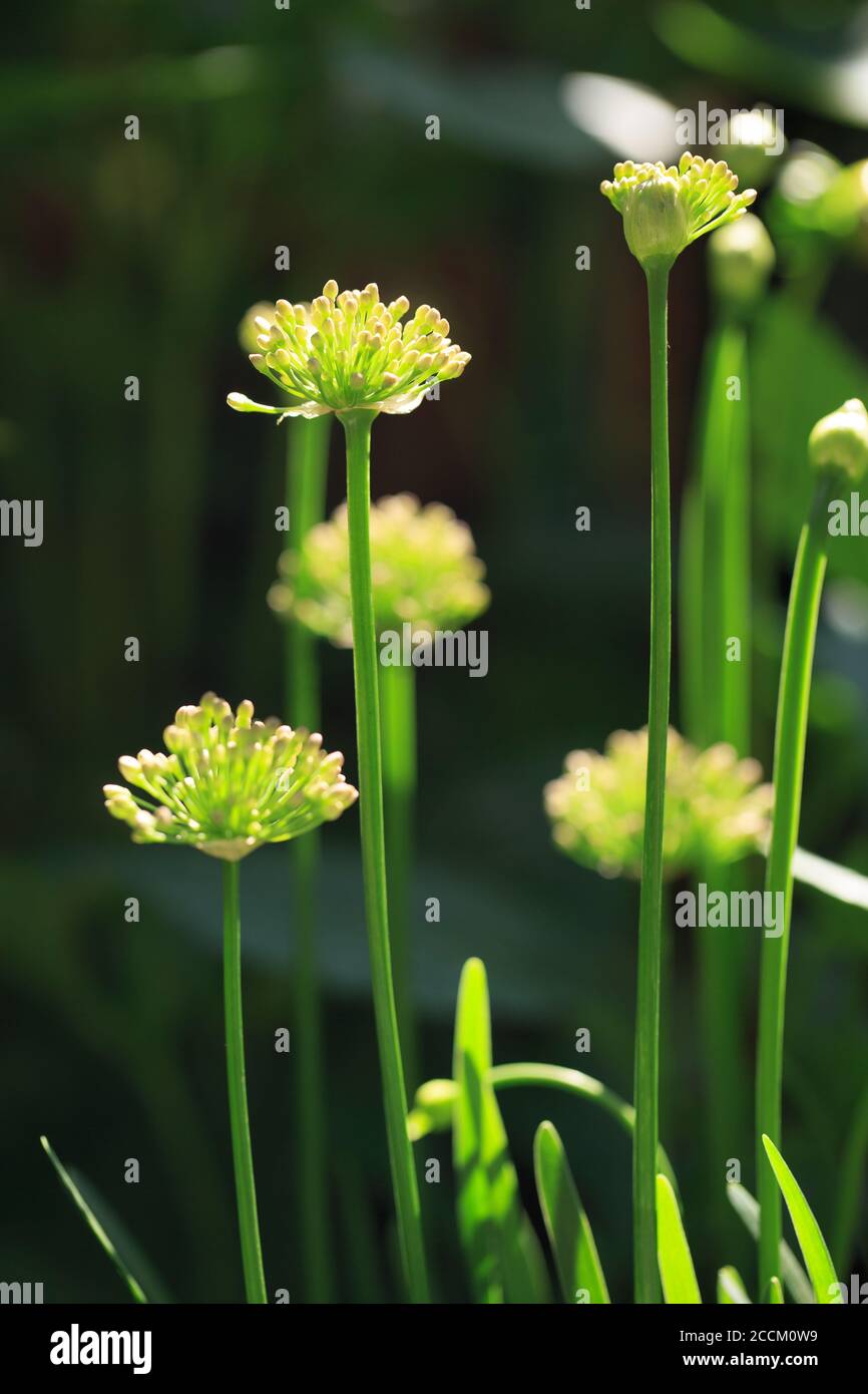 Millennium Allium Stems with small flowerheads getting ready to burst ...