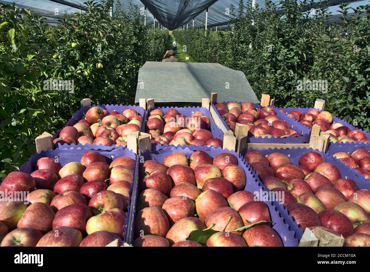 Fruit harvest apple plantation hi-res stock photography and images - Alamy