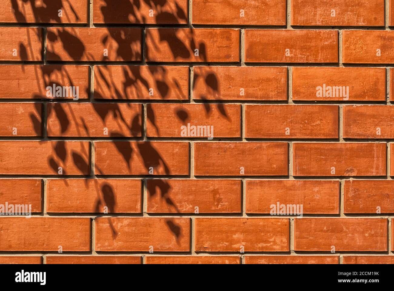 The texture of a sunlit red brick wall with the shadow of a tree Stock ...