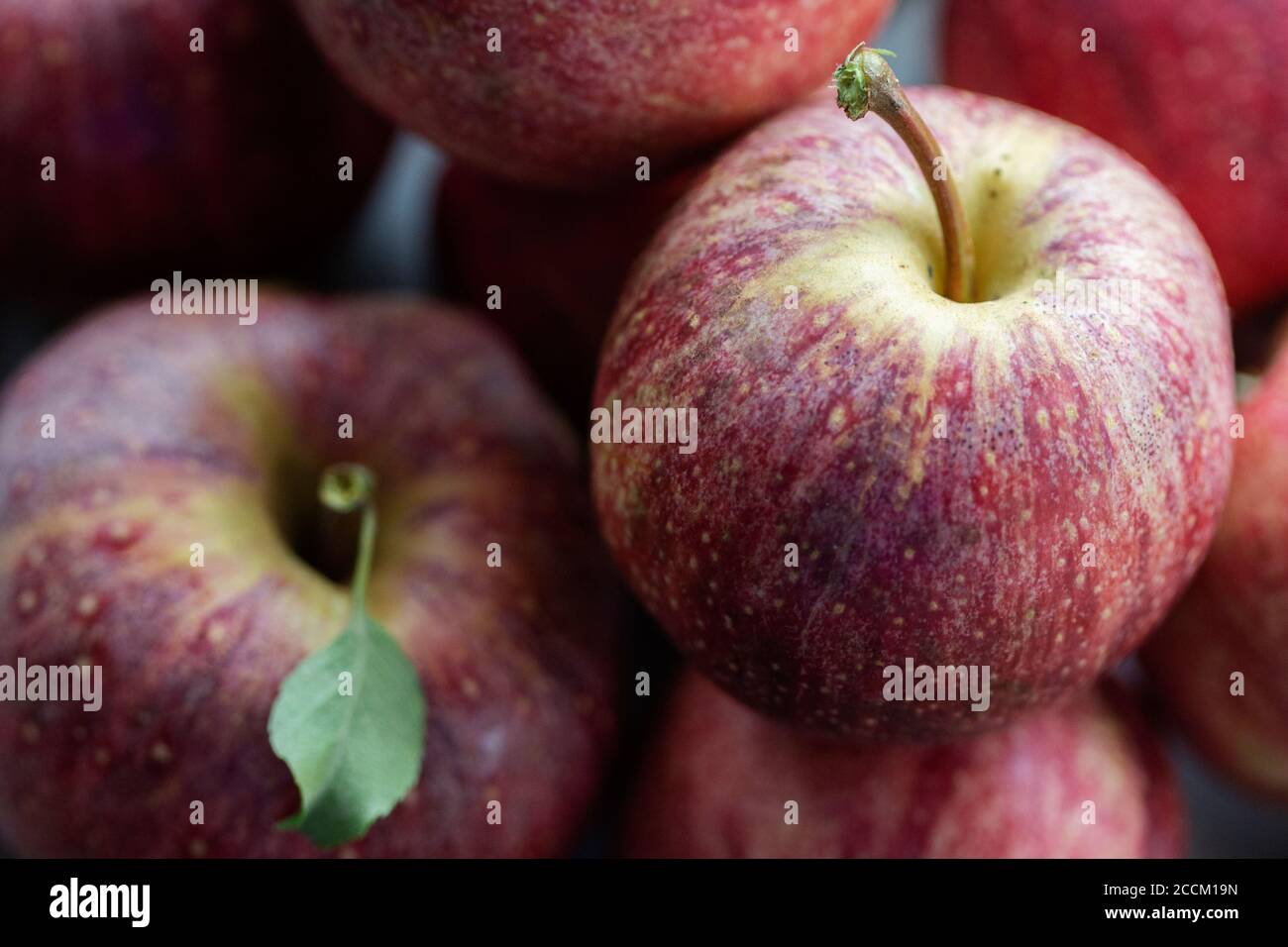 Freshly-picked heirloom apples (Malus domestica) are nestled together ...