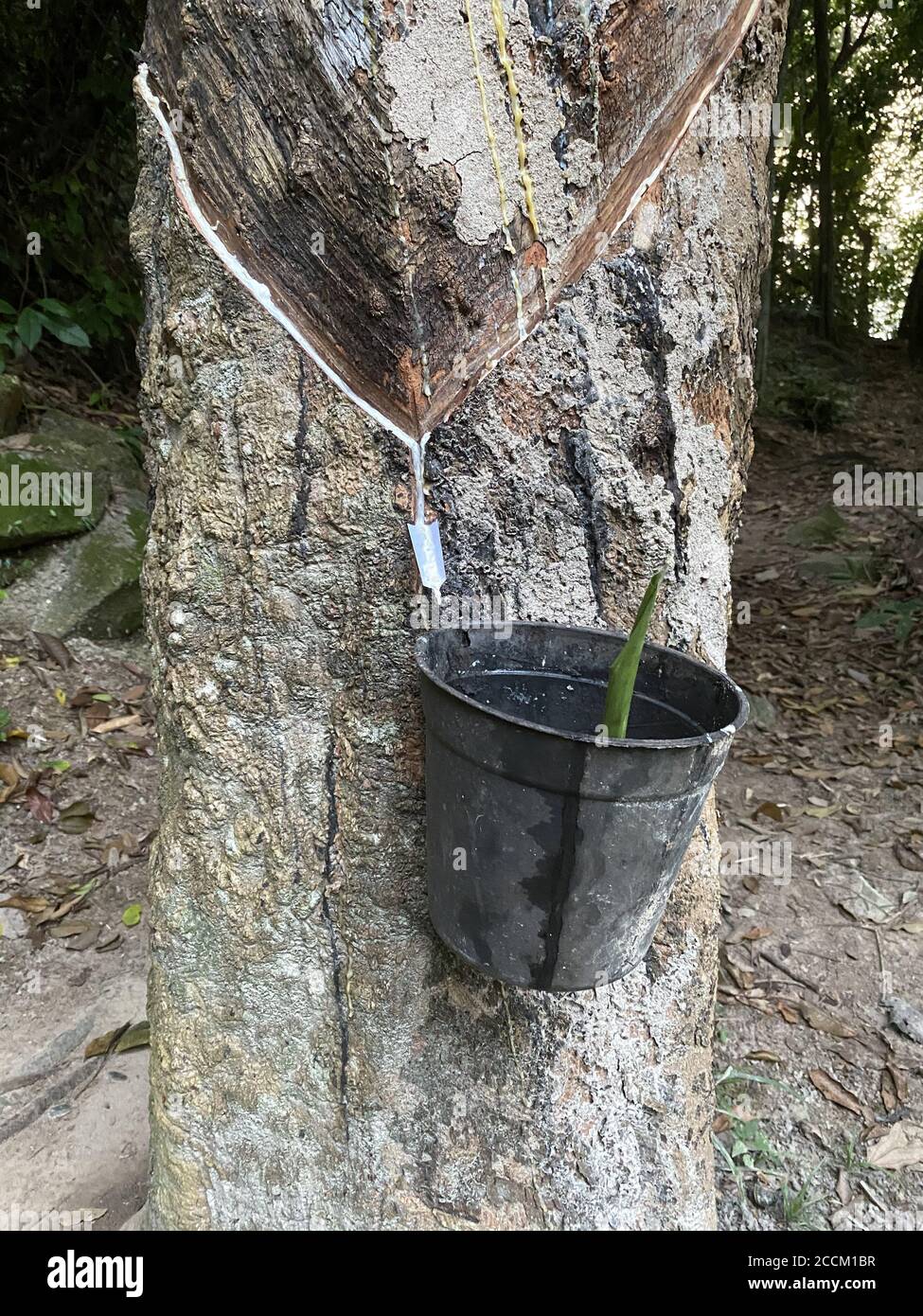 View of a rubber tree sap flowing down to a collecting cup. This is a ...