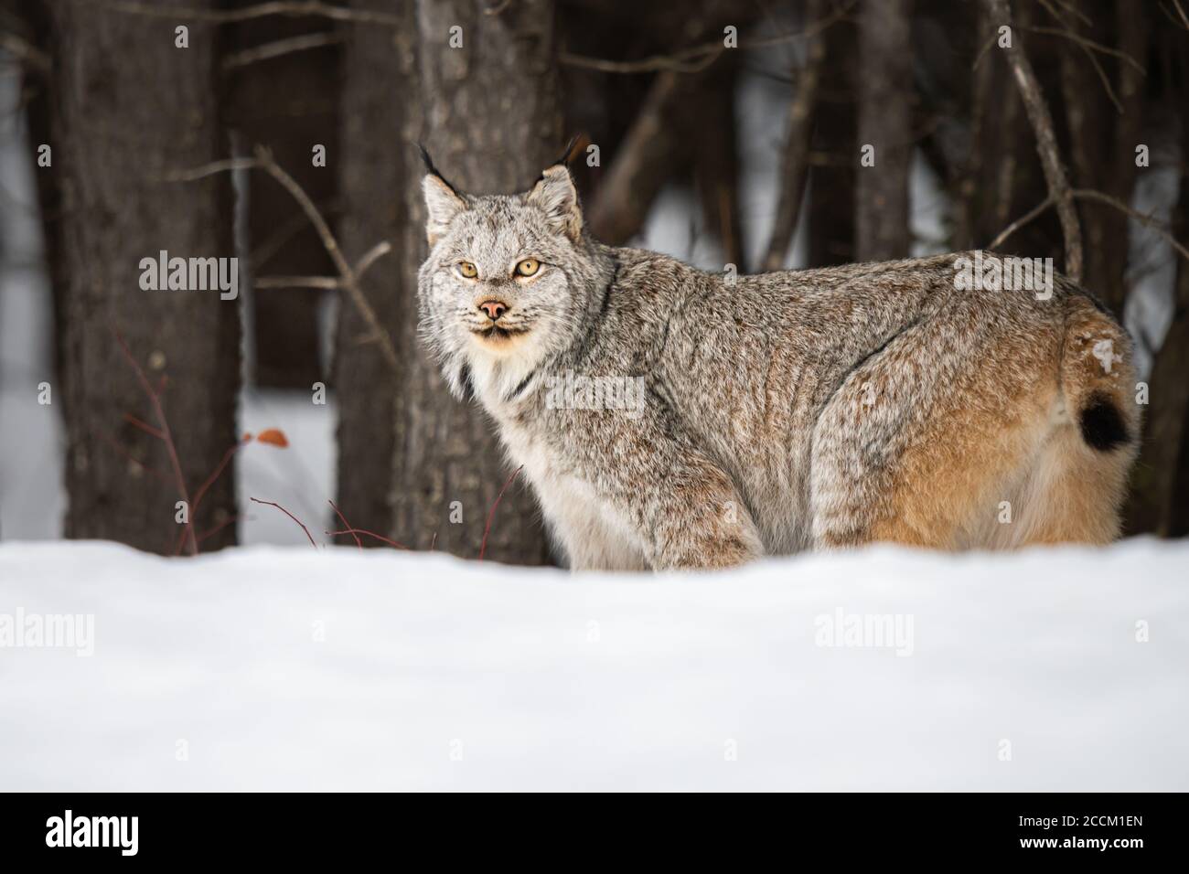 Canadian lynx in the wild Stock Photo - Alamy