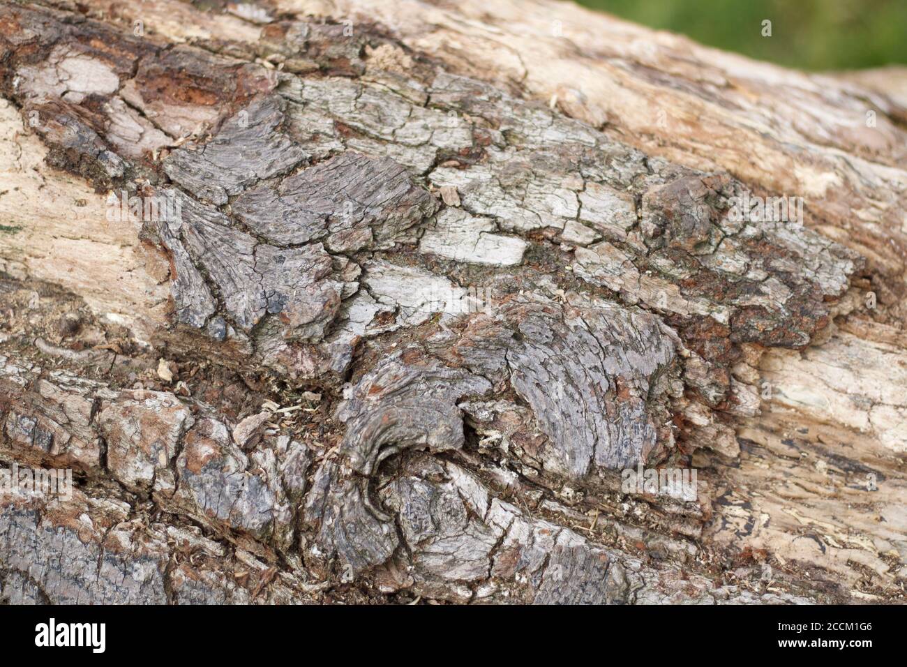 Wood bark background showing texture detail of decaying tree trunk ...