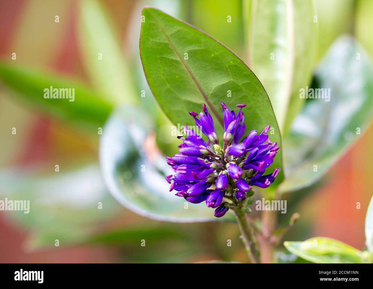 Vibrant purple Hebe flower in full bloom, with a natural leaf filled ...