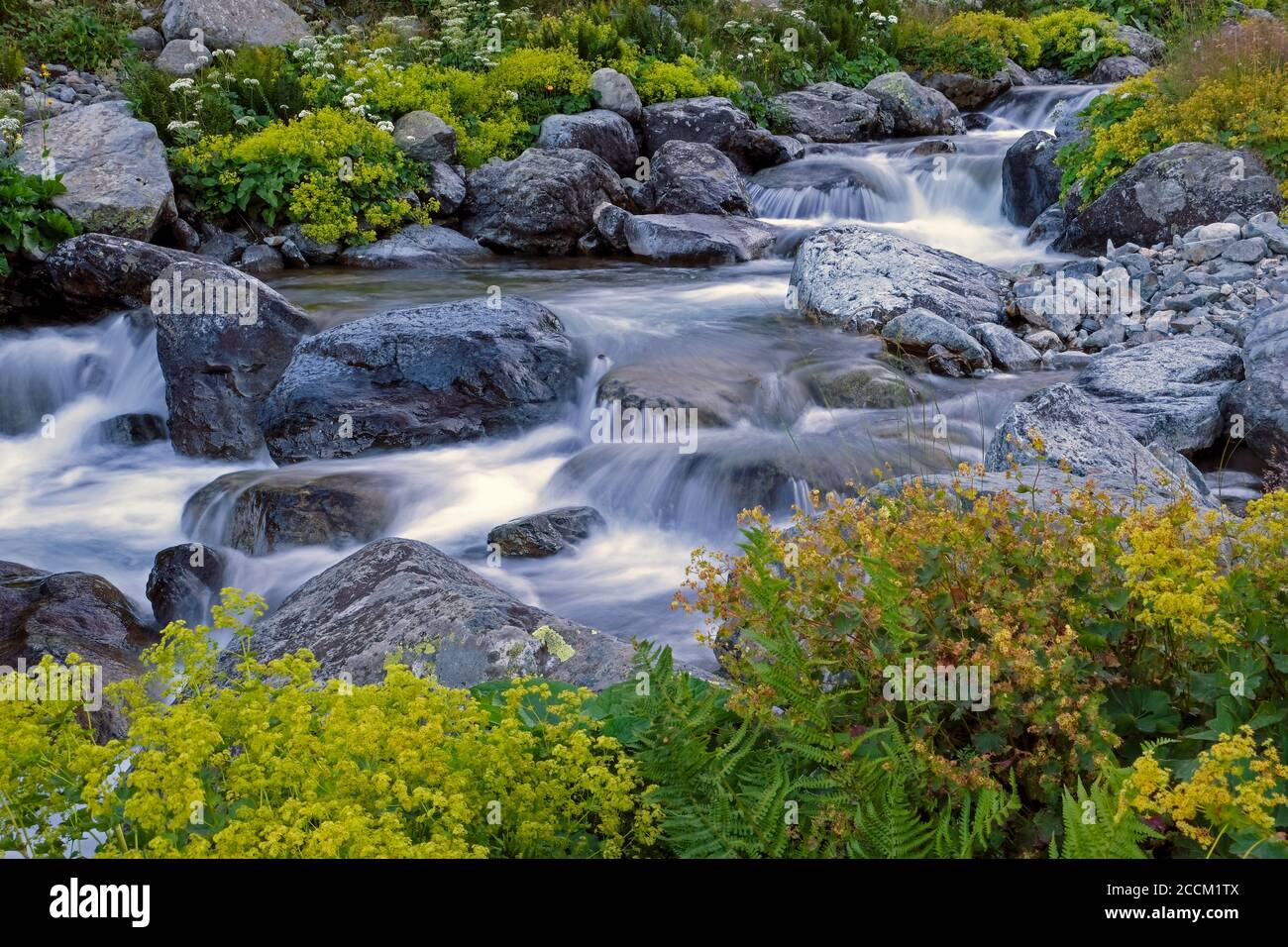 Summer stream and plants scenic hi-res stock photography and images - Alamy