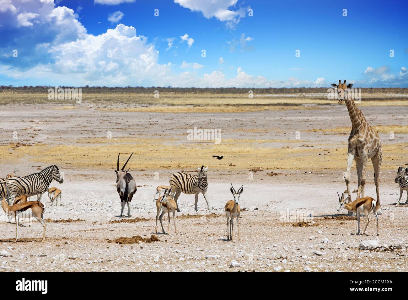 Landscape with mammals and animals with nature and sky hi-res stock ...