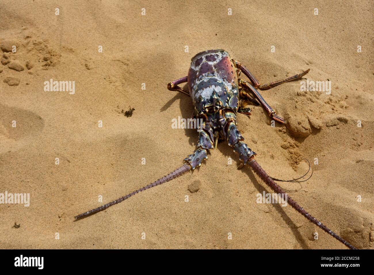 Broken dried out lobster shell on the beach Stock Photo - Alamy