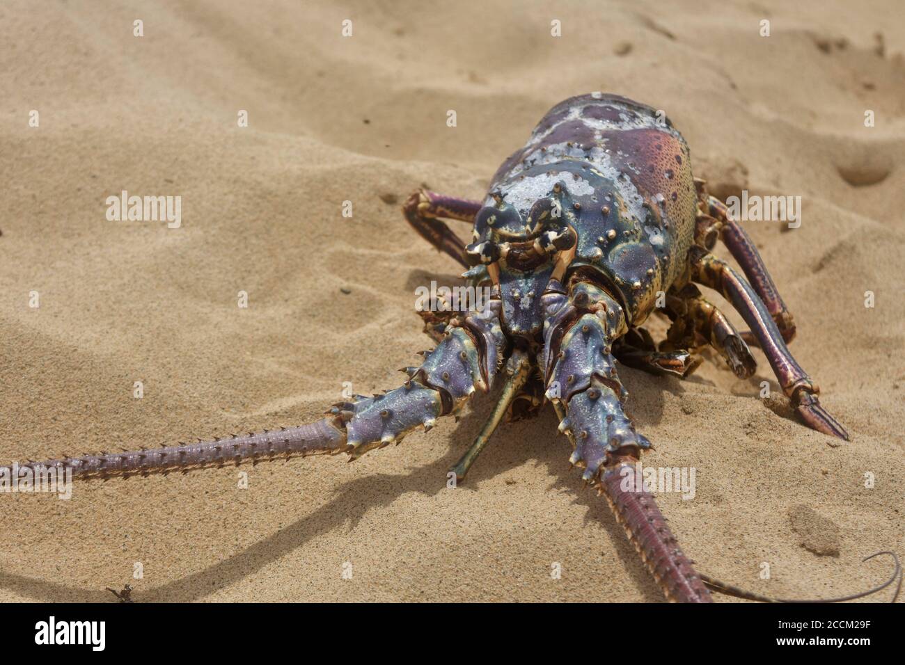 Dried broken lobster shell on the beach Stock Photo - Alamy