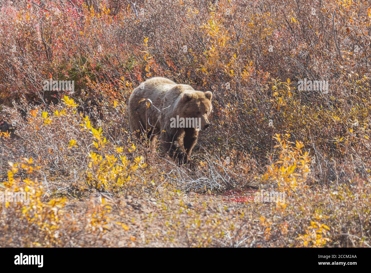 Grizzly Bear in Autumn in Alaska Stock Photo - Alamy