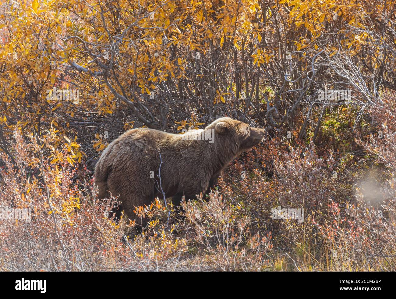 Grizzly Bear in Autumn in Alaska Stock Photo - Alamy