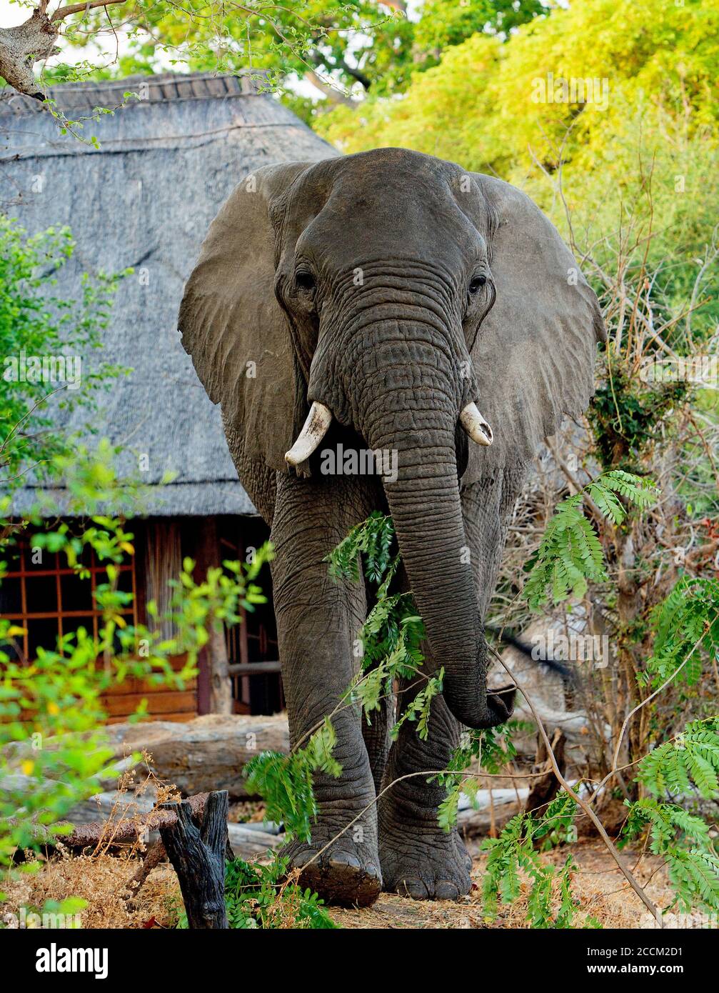 African elephant walking forward hi-res stock photography and images ...