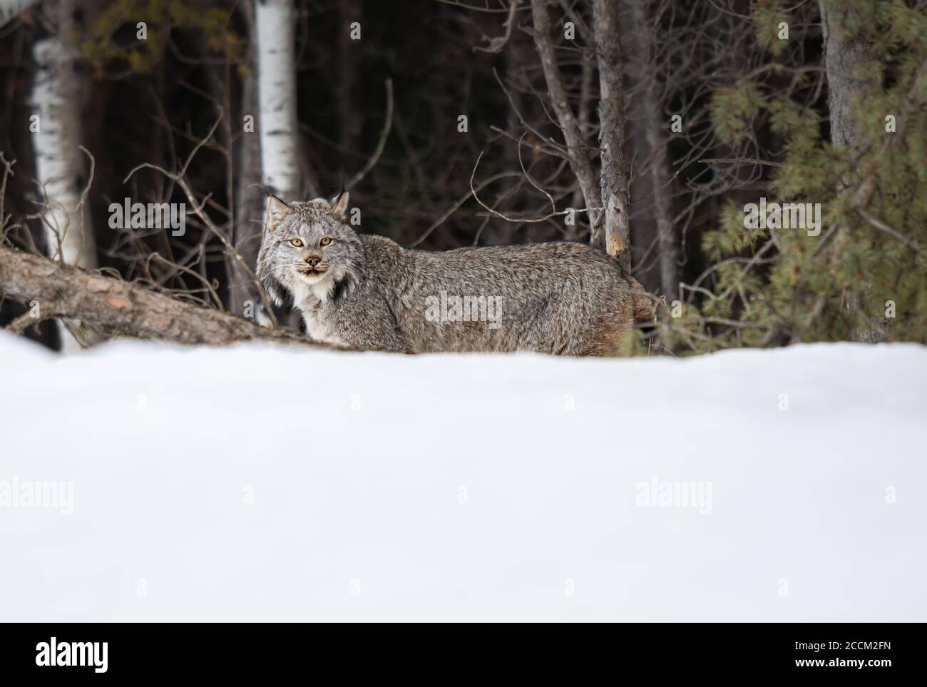 Canadian lynx in the wild Stock Photo - Alamy