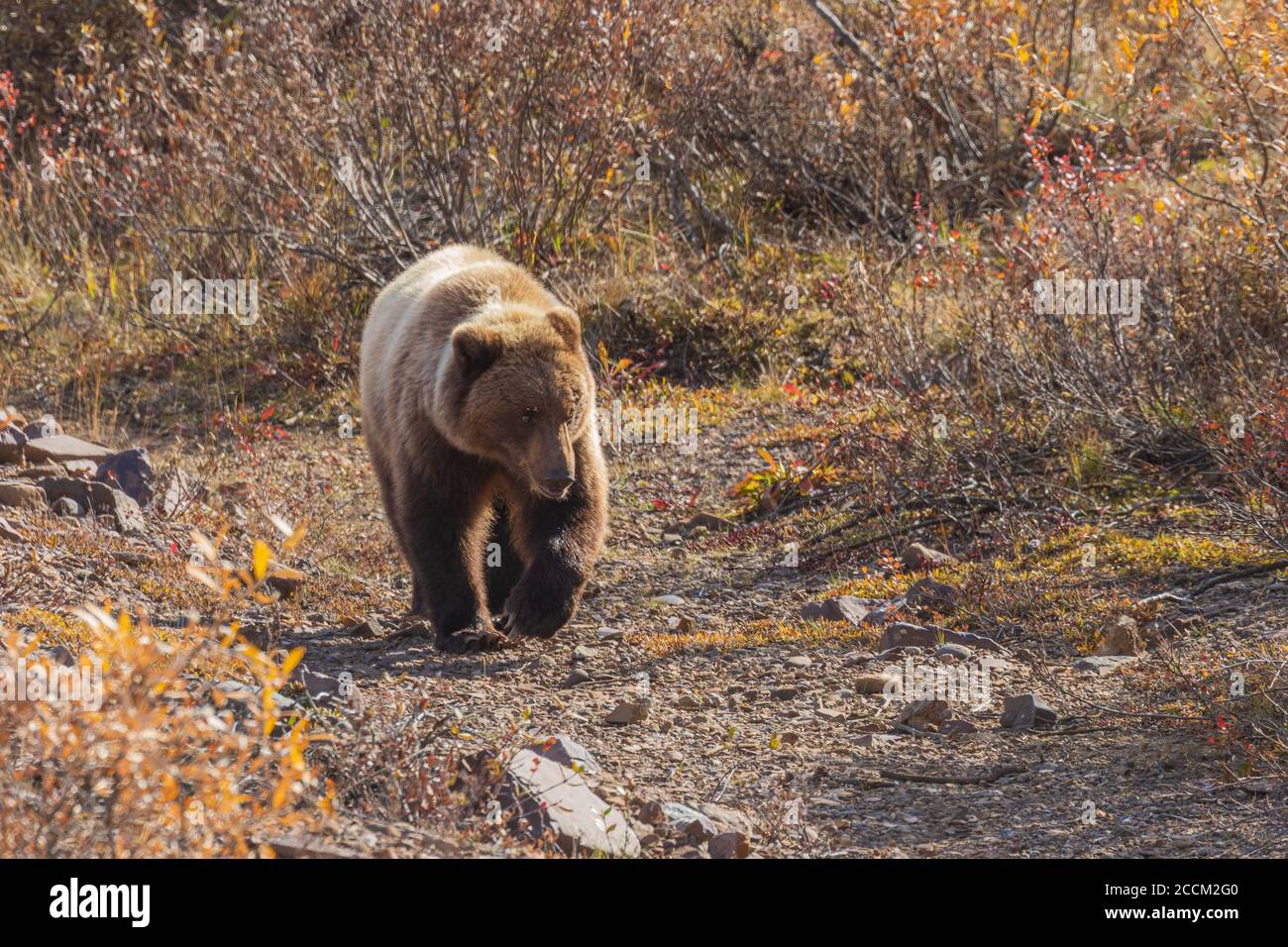 Grizzly Bear in Autumn in Alaska Stock Photo - Alamy
