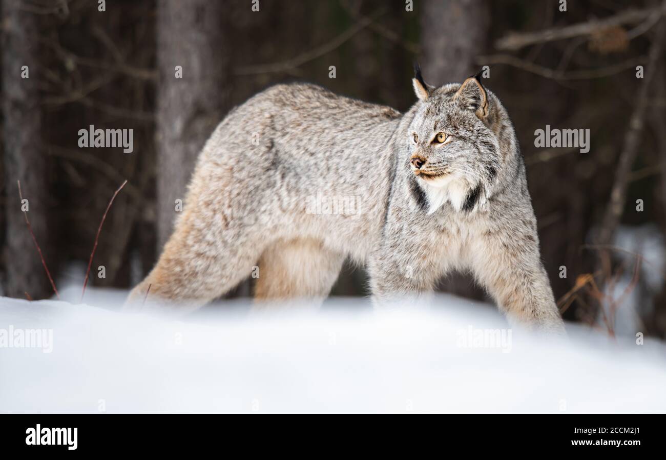 Canadian lynx in the wild Stock Photo - Alamy
