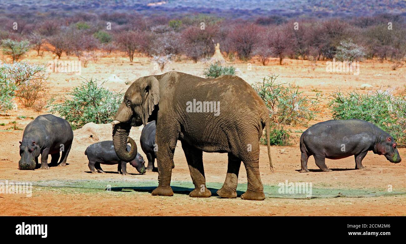African Elephant standing infront of a pod of Hippopotamus who are ...