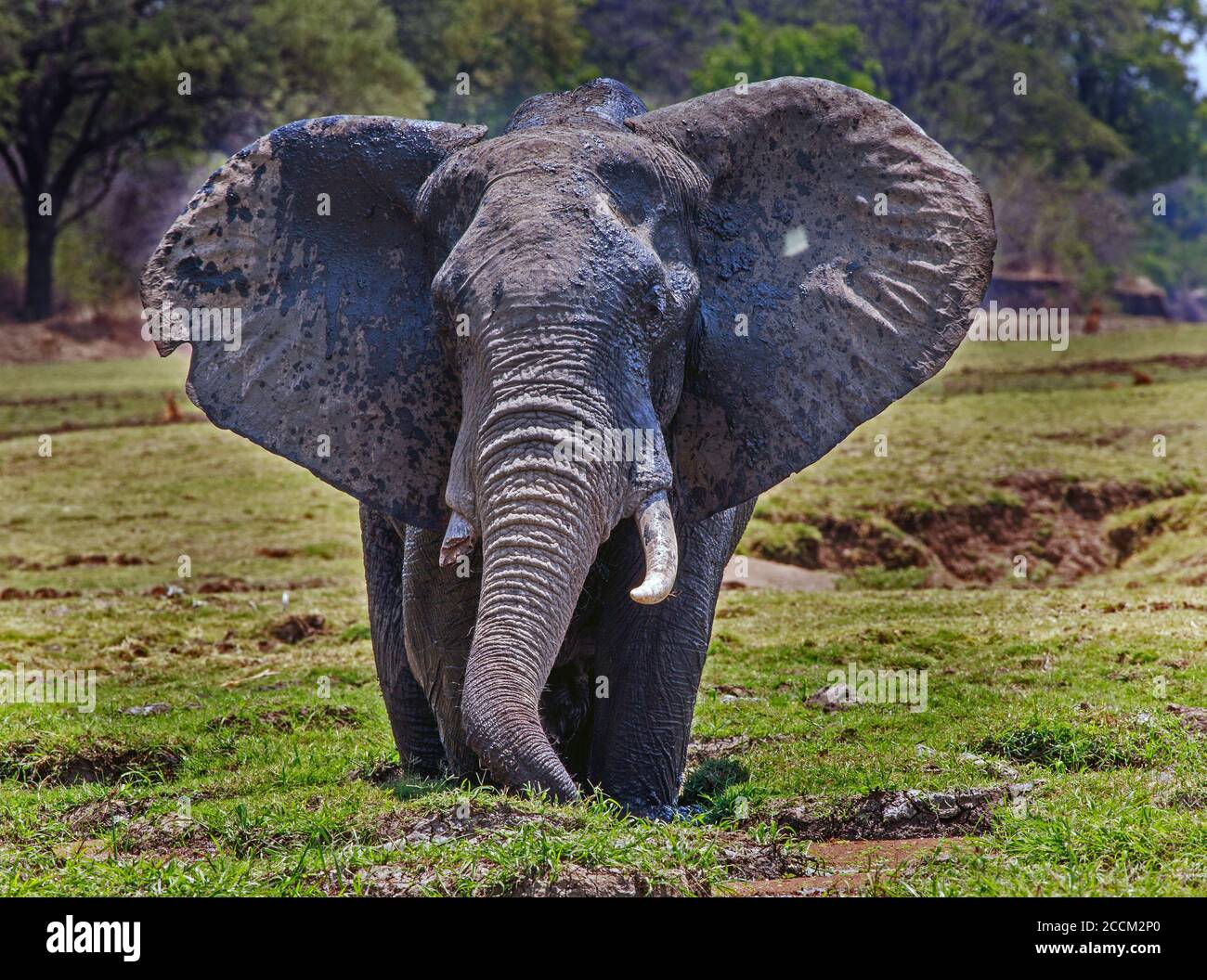 African Elephant with ears extended standing in a cabbage filled lagoon ...